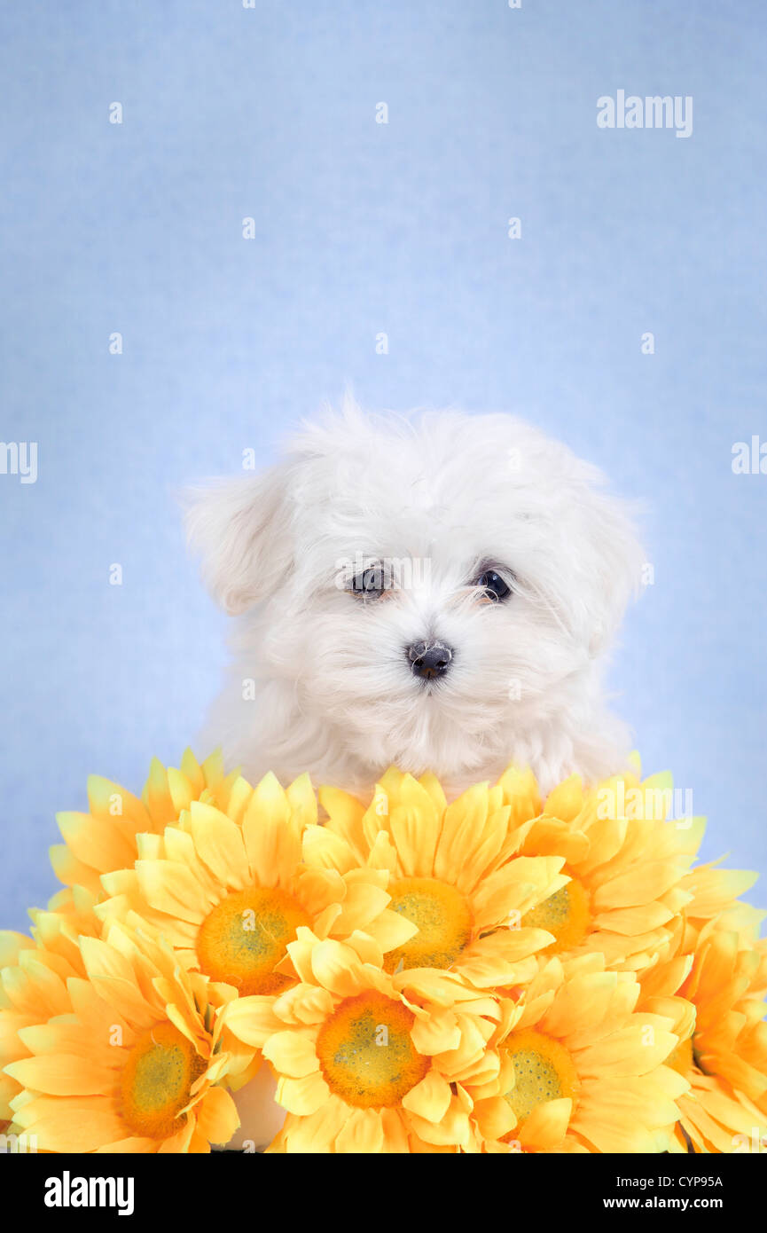 Maltese flowers hi-res stock photography and images - Alamy