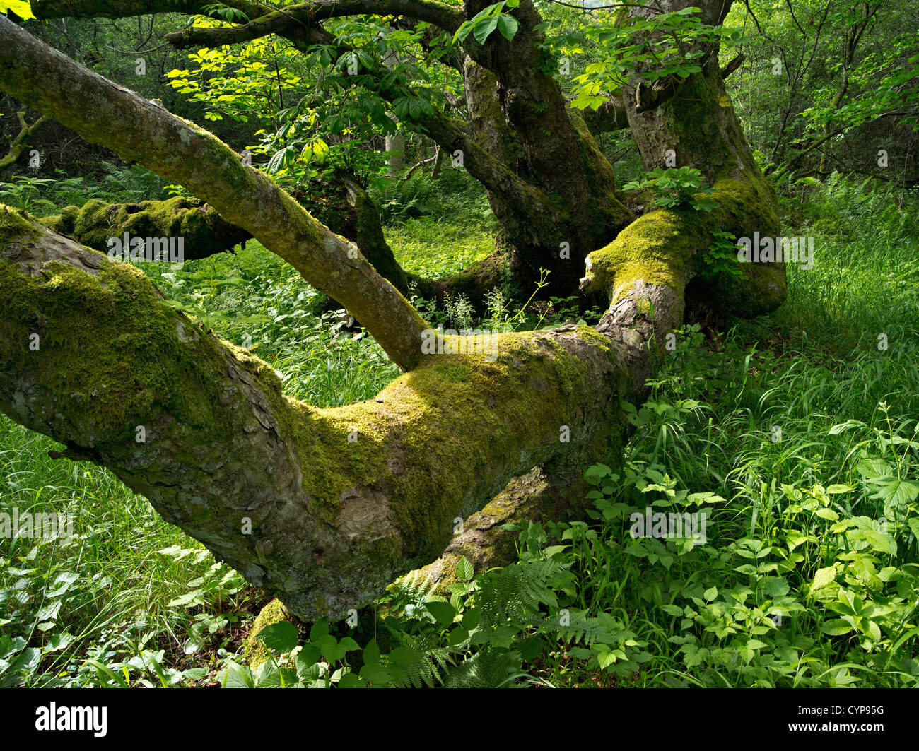Mature chestnut tree in old woodland in summer Stock Photo - Alamy