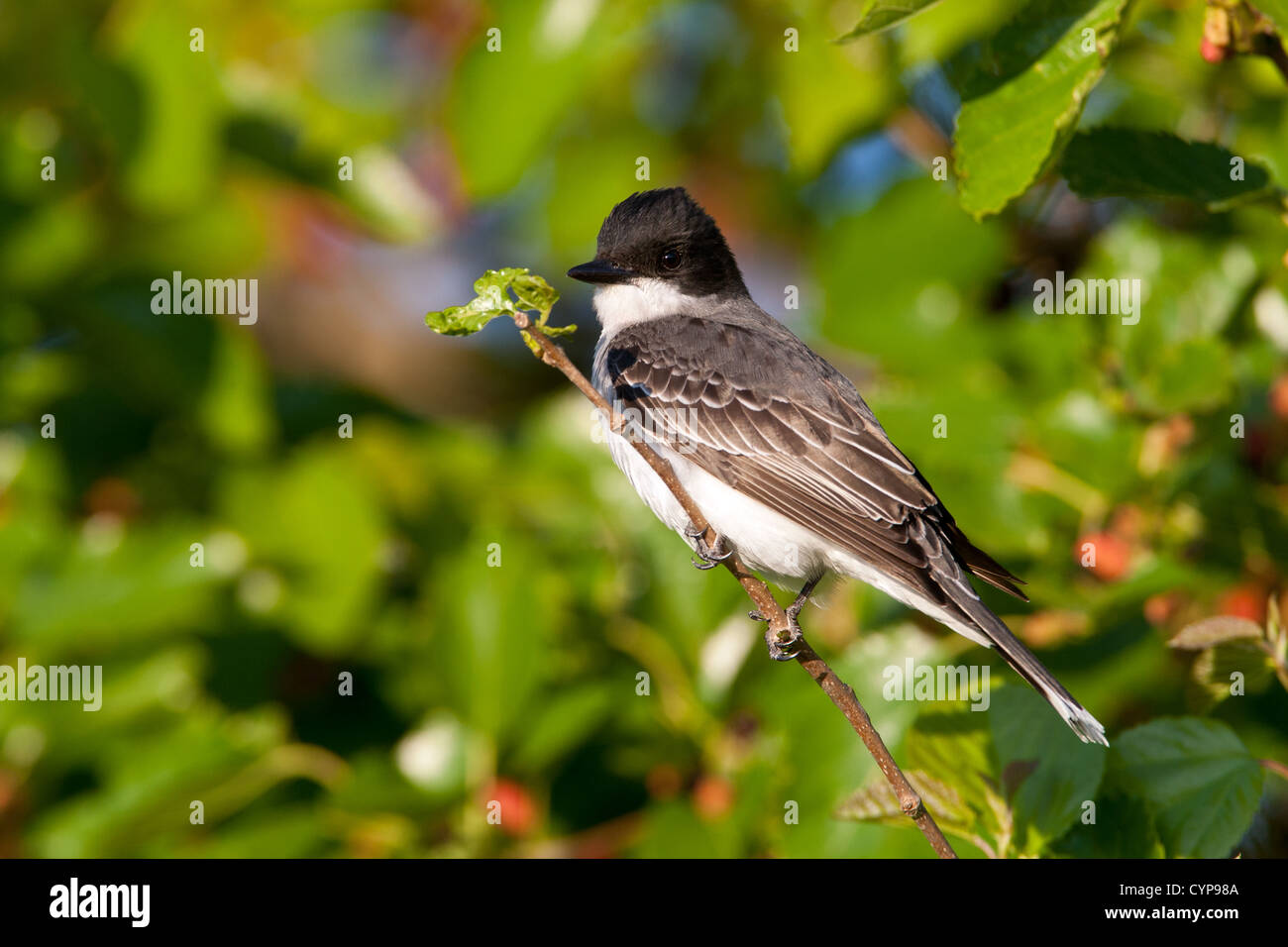 Eastern Kingbird bird songbird perching perched in Mulberry Tree Stock ...