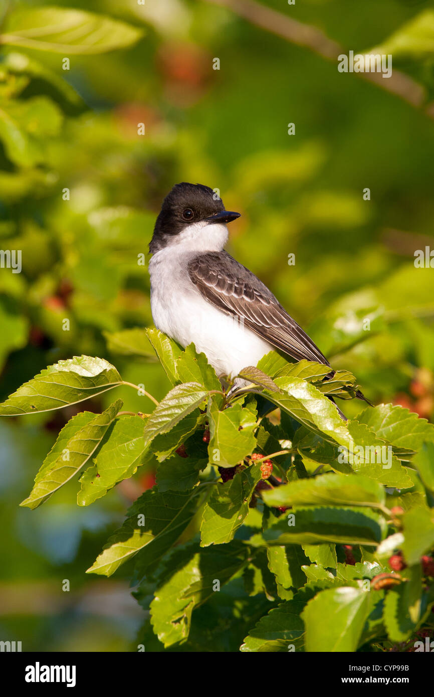 Eastern Kingbird bird songbird perching perched in Mulberry Tree ...