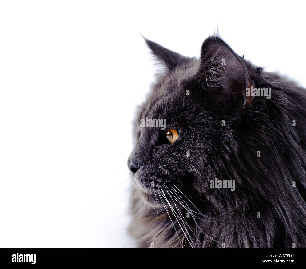 Black Maine Coon cat Stock Photo - Alamy