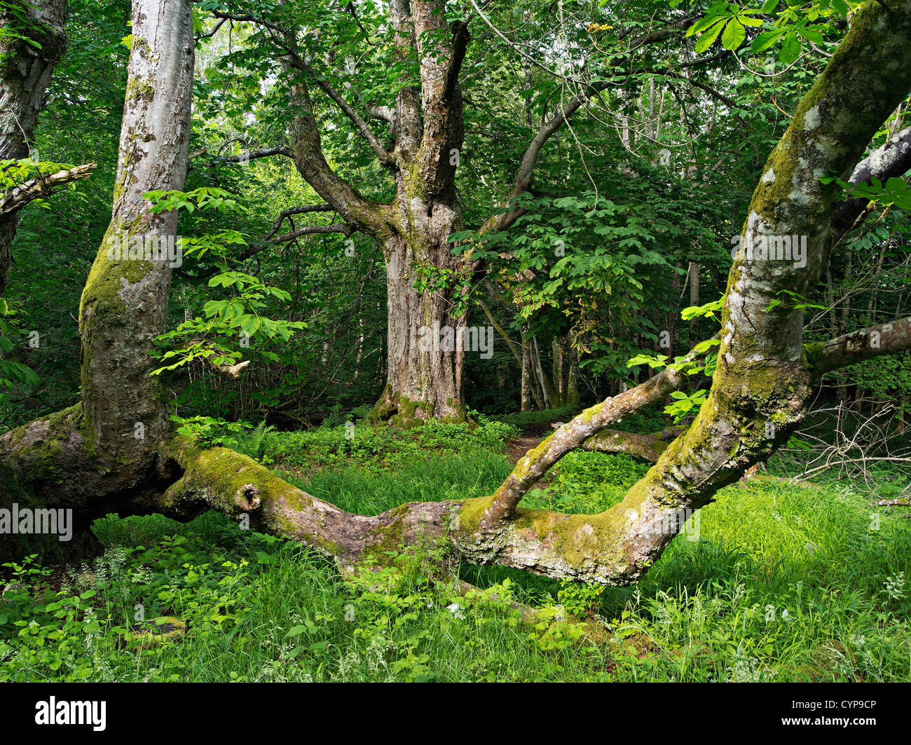 Old chestnut tree hi-res stock photography and images - Alamy