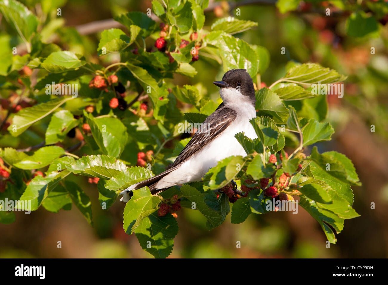 Eastern Kingbird bird songbird perching perched in Mulberry Tree Stock ...