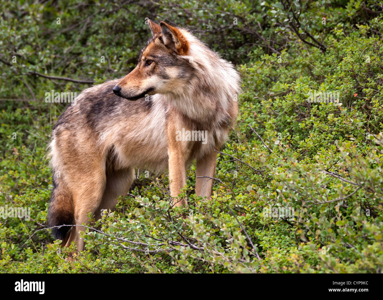 Wolf in Denali park - Alaska Stock Photo - Alamy