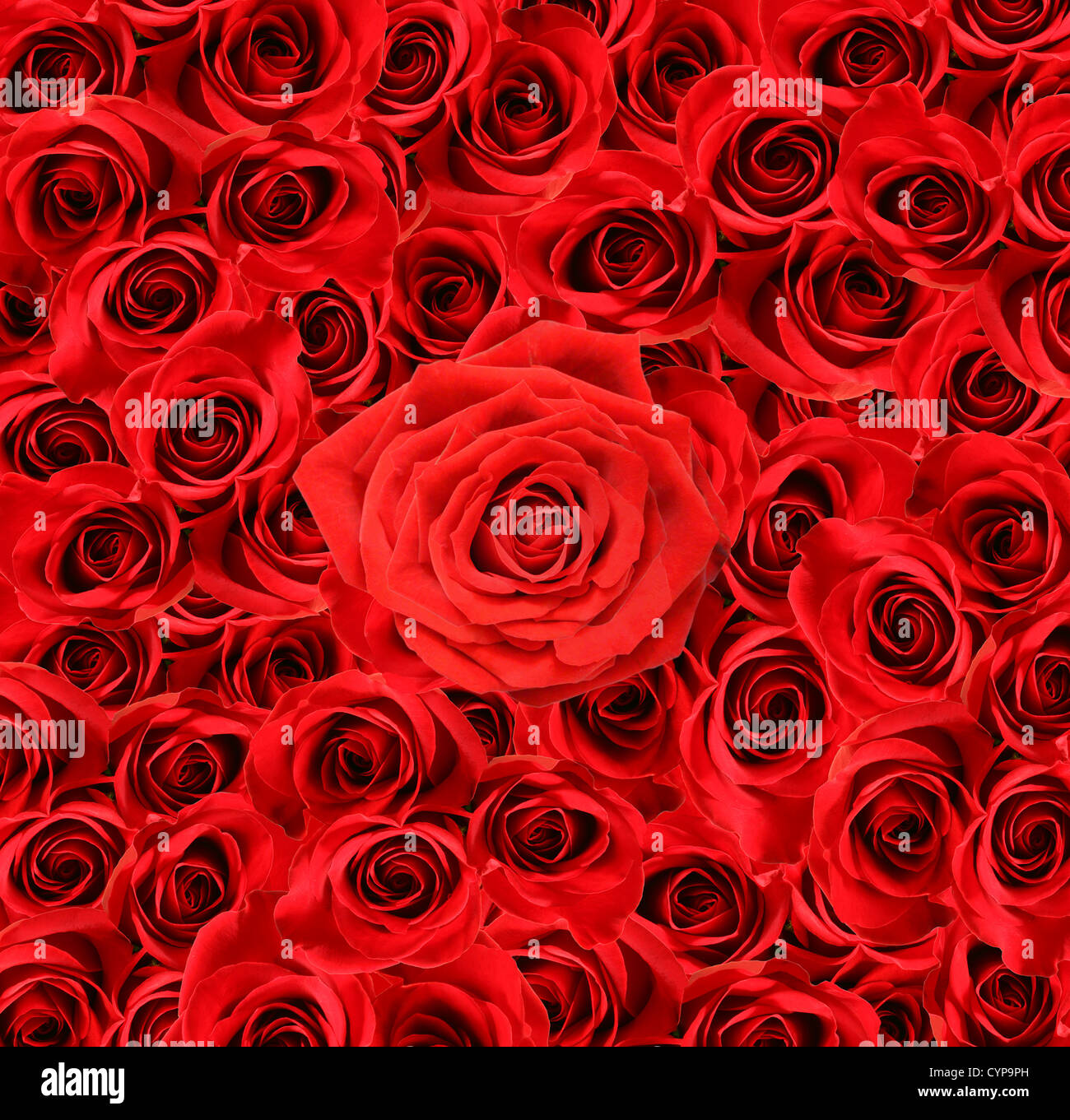 Over view of large red roses for special occasions Stock Photo - Alamy