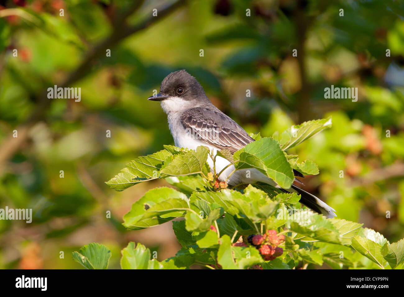 Eastern Kingbird bird songbird perching perched in Mulberry Tree Stock ...