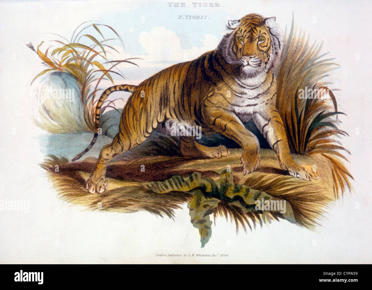 Vintage Tiger Tumblr