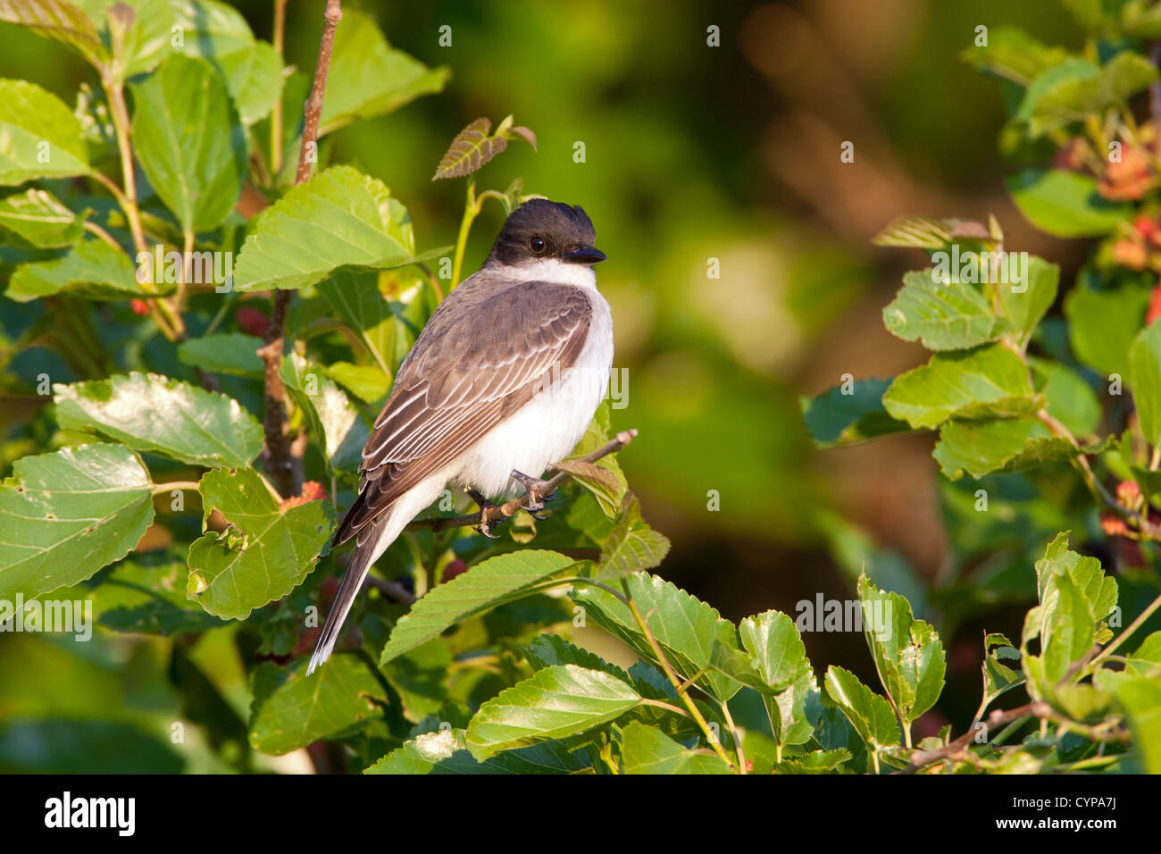 Eastern Kingbird bird songbird perching perched in Mulberry Tree Stock ...
