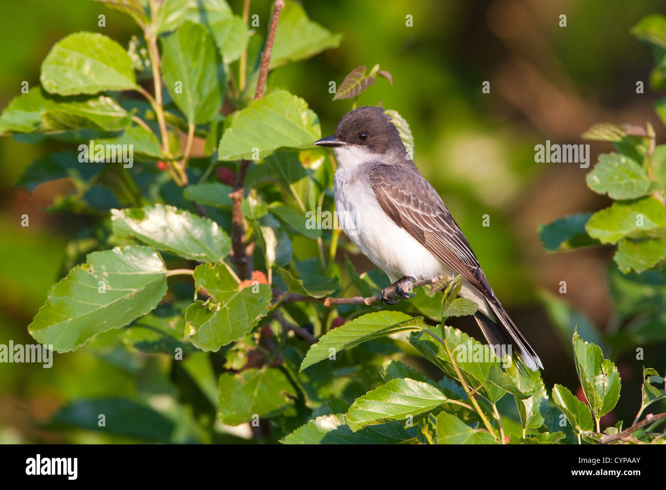 Eastern Kingbird bird songbird perching perched in Mulberry Tree Stock ...