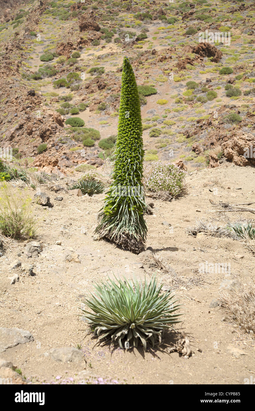 tajinaste plant typical near teide volcano at tenerife island spain ...