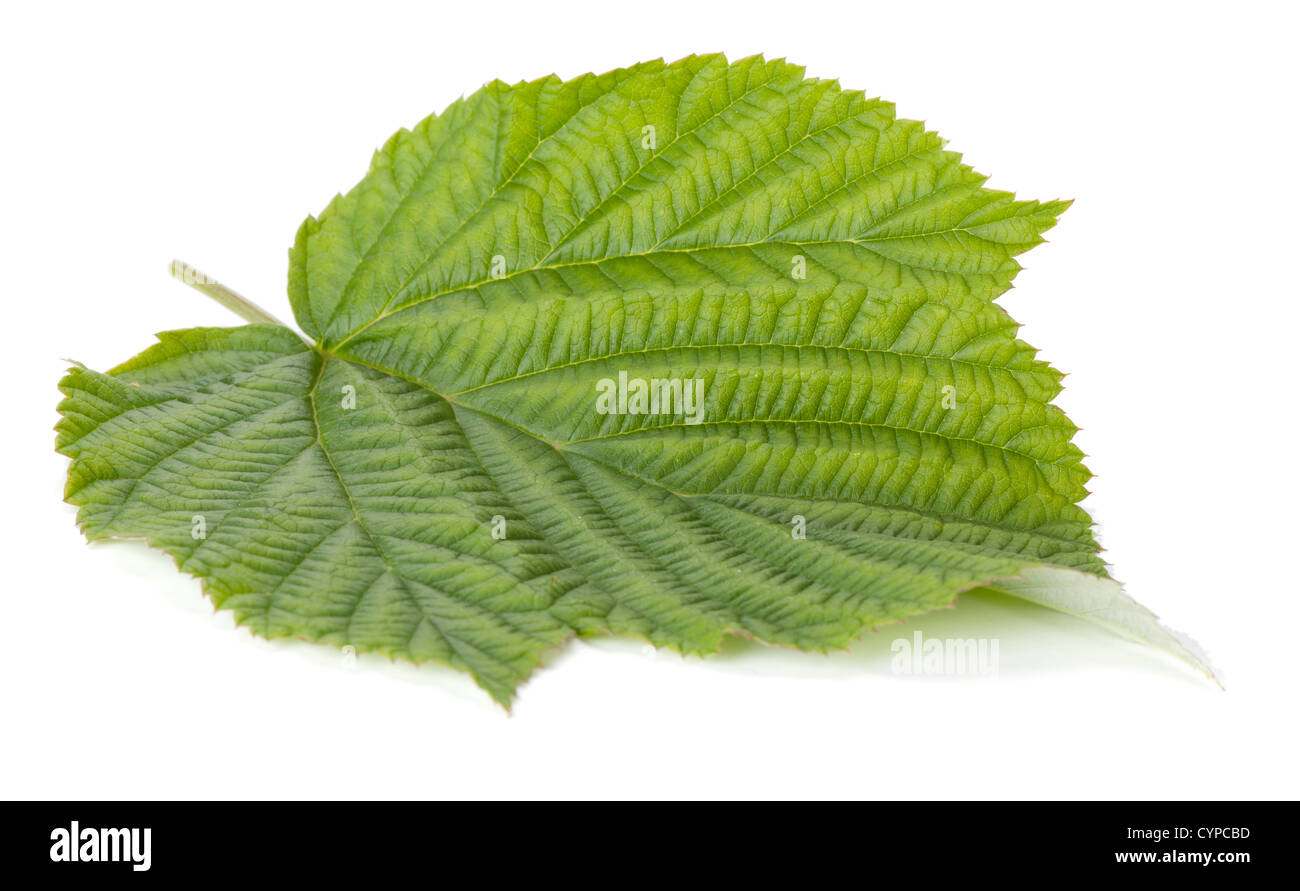 Green raspberry leaf. Isolated on white background Stock Photo - Alamy