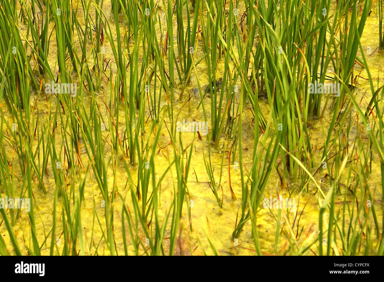 Mustiness plants hi-res stock photography and images - Alamy