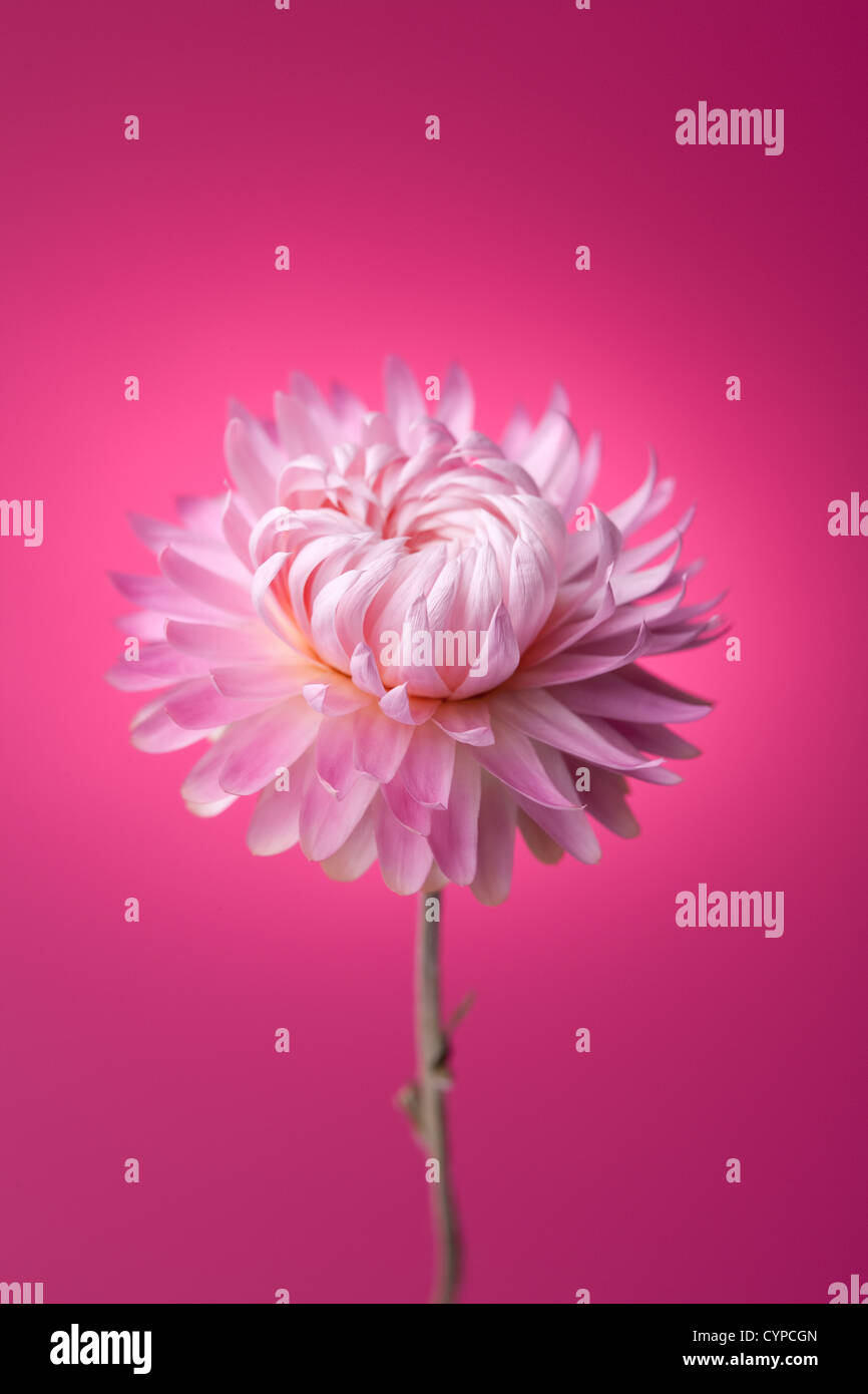 Pink flower on pink gradient background Stock Photo - Alamy