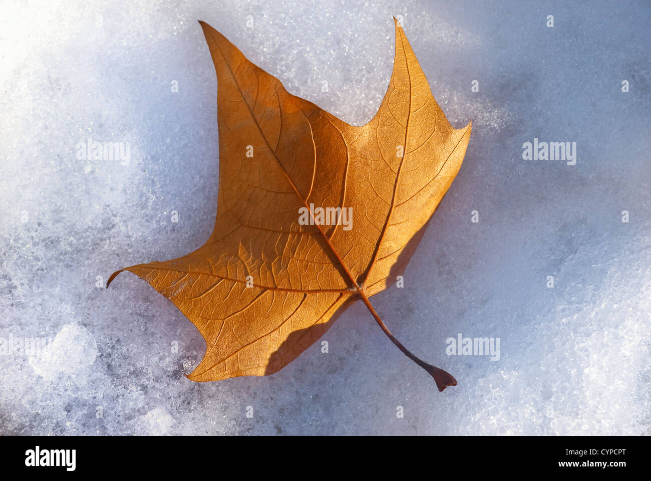 Single brown maple leaf hi-res stock photography and images - Alamy