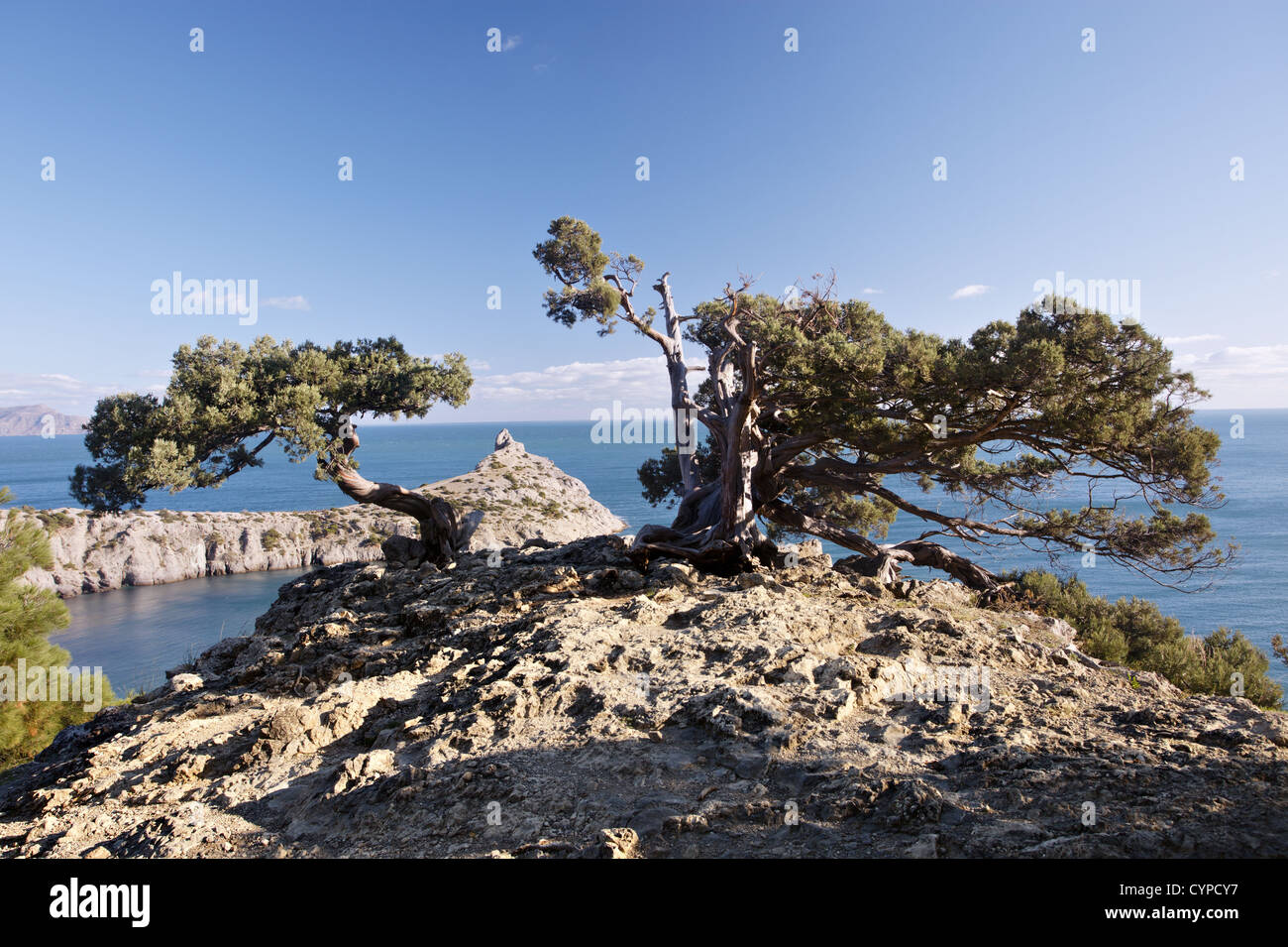 juniper tree on rocky coast of Black sea. Novyi Svet recreation area ...