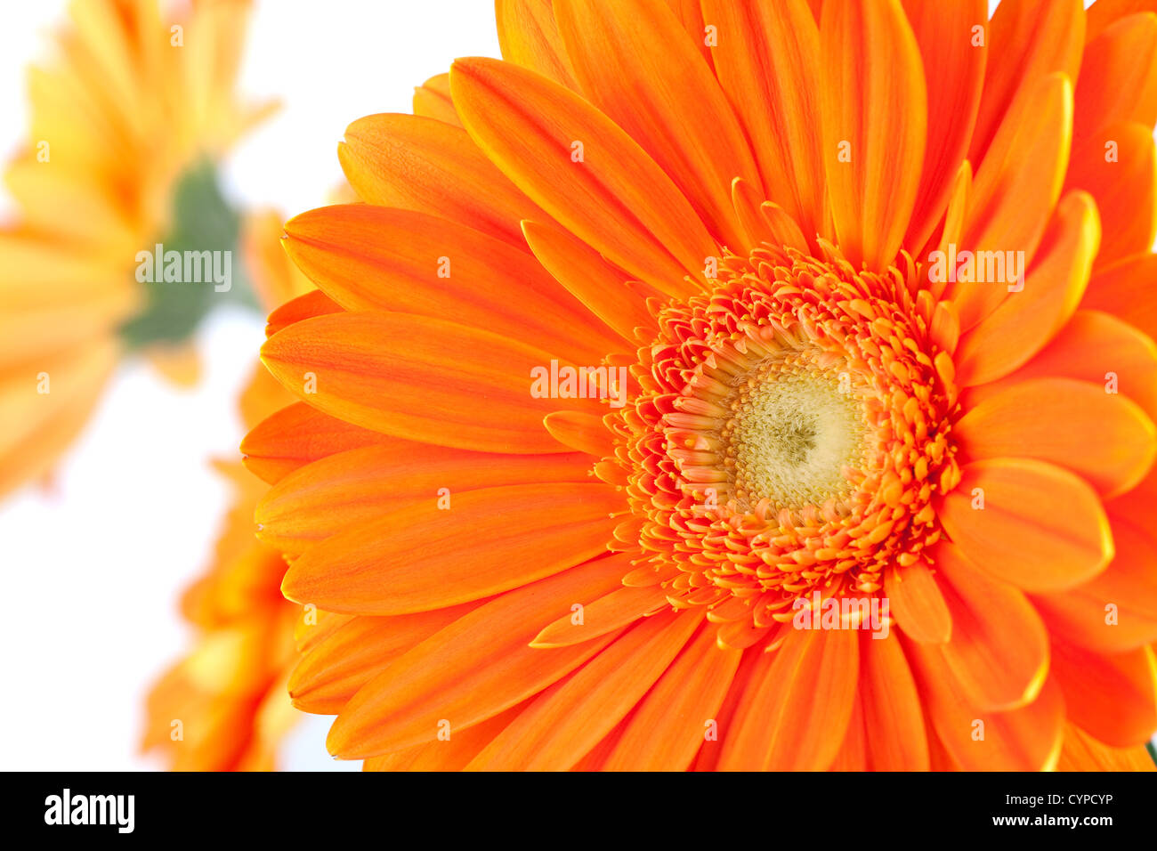Orange gerbera flowers Stock Photo - Alamy