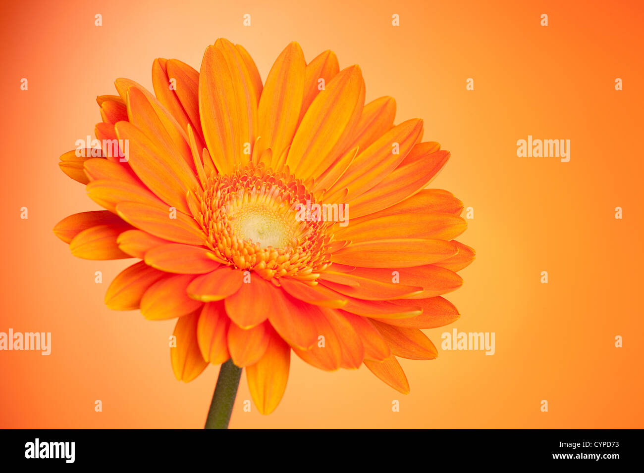 Orange gerbera flower on gradient background Stock Photo - Alamy