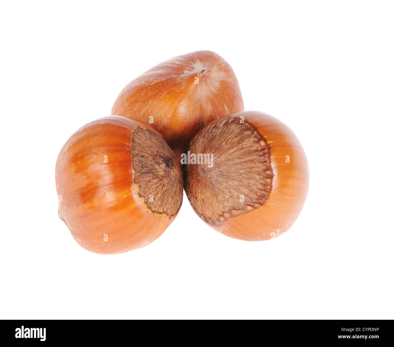 ripe brown hazelnuts isolated on white background Stock Photo - Alamy