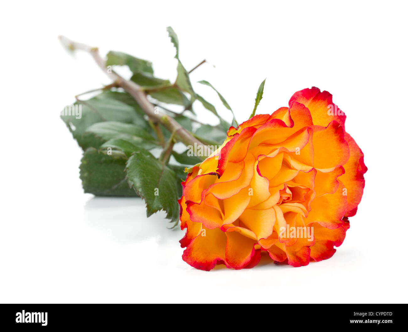 Orange rose isolated on white hi-res stock photography and images - Alamy