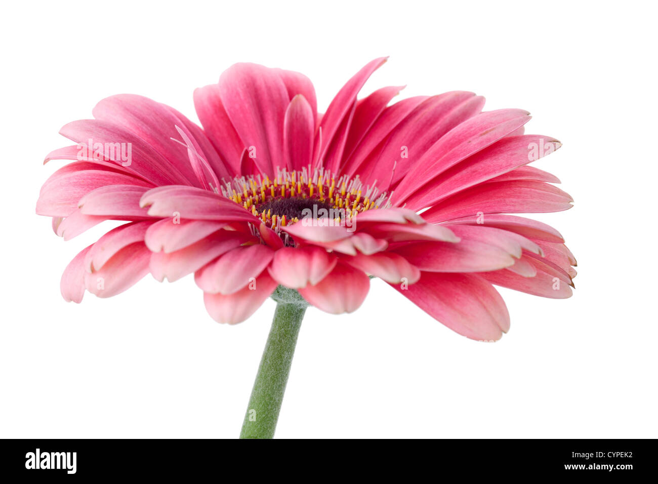 Flower with stem Cut Out Stock Images & Pictures - Alamy