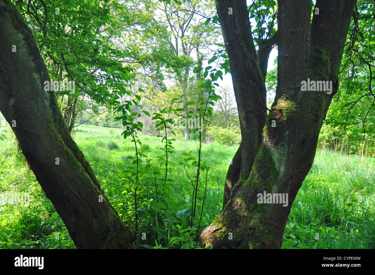 Trees framing hi-res stock photography and images - Alamy