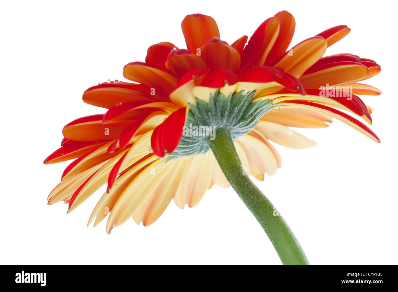 Bottom view isolated on white hi-res stock photography and images - Alamy