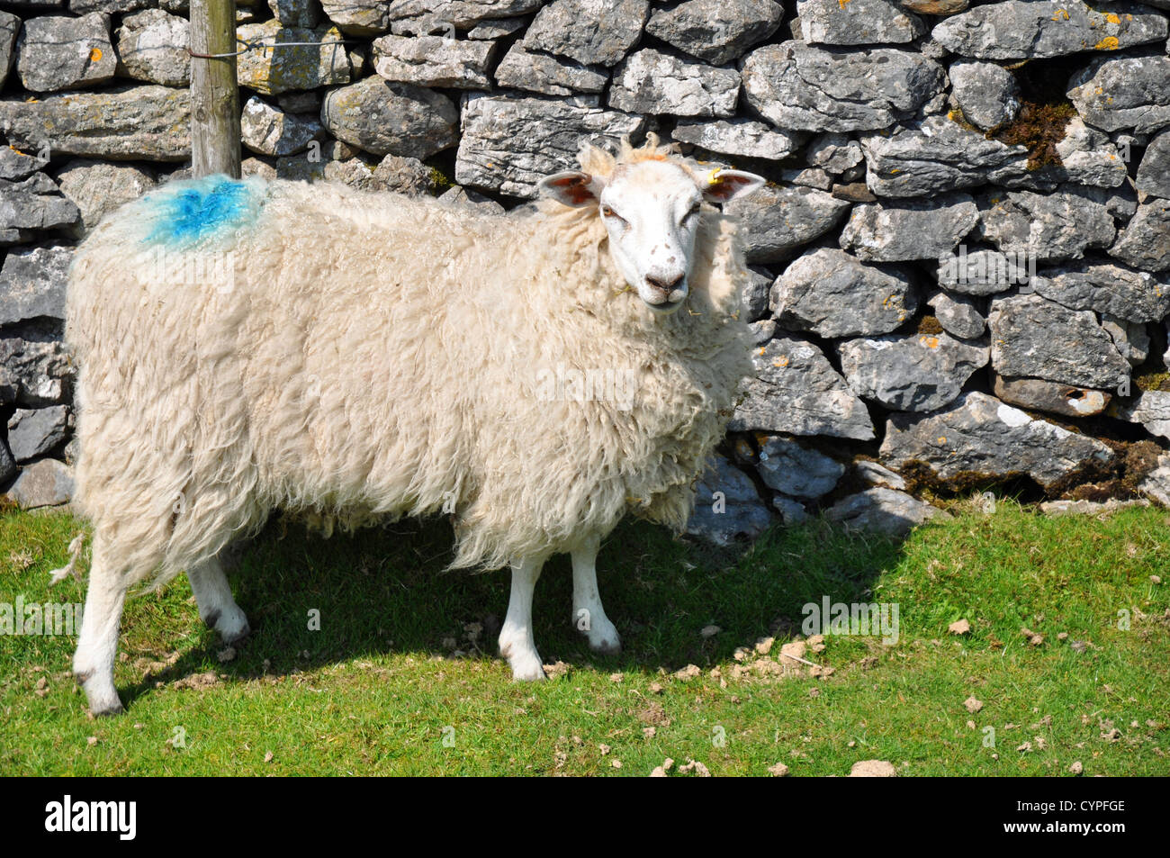 Wall to wall sheep hi-res stock photography and images - Alamy