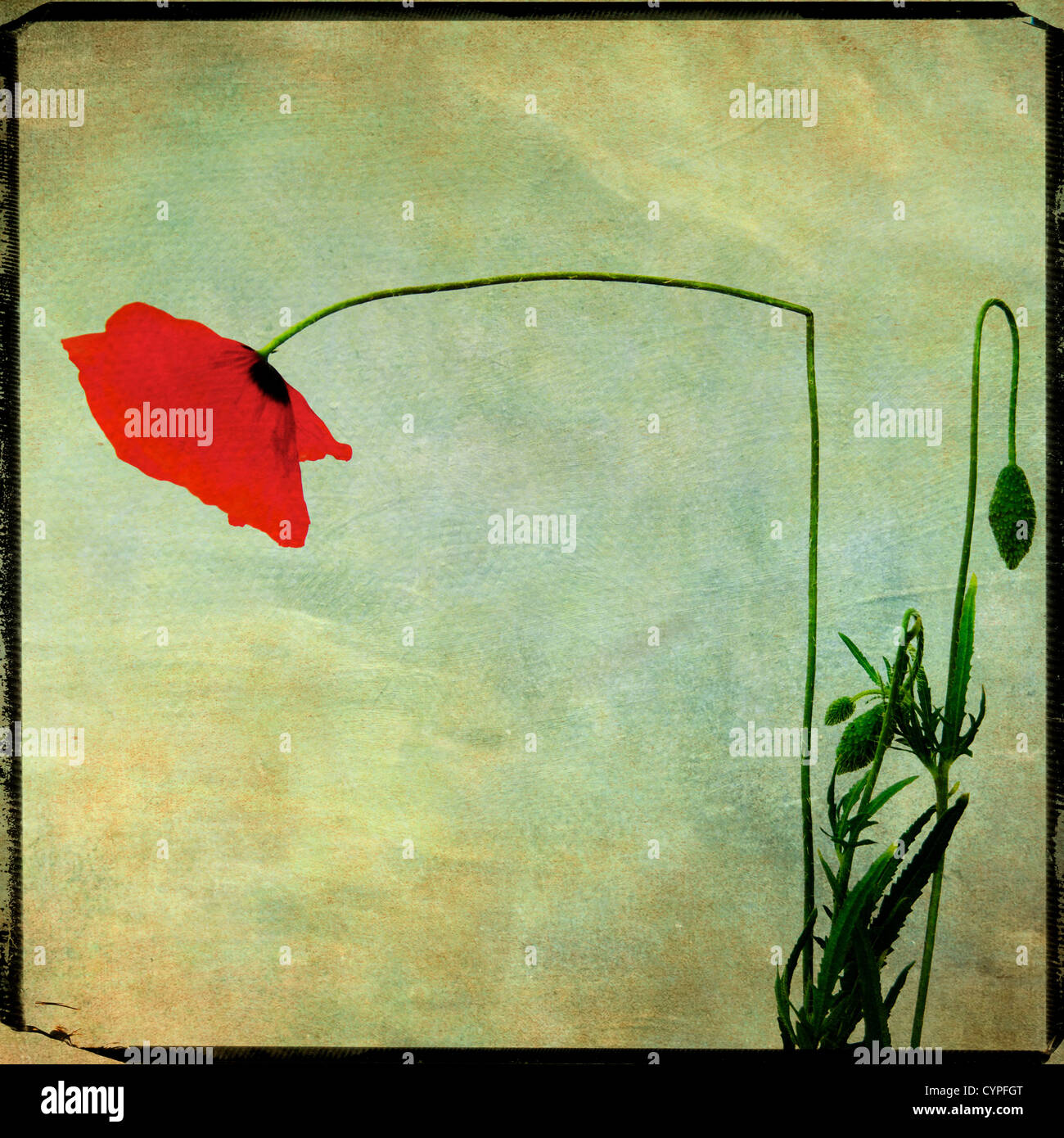 Types Of Poppies High Resolution Stock Photography and Images - Alamy