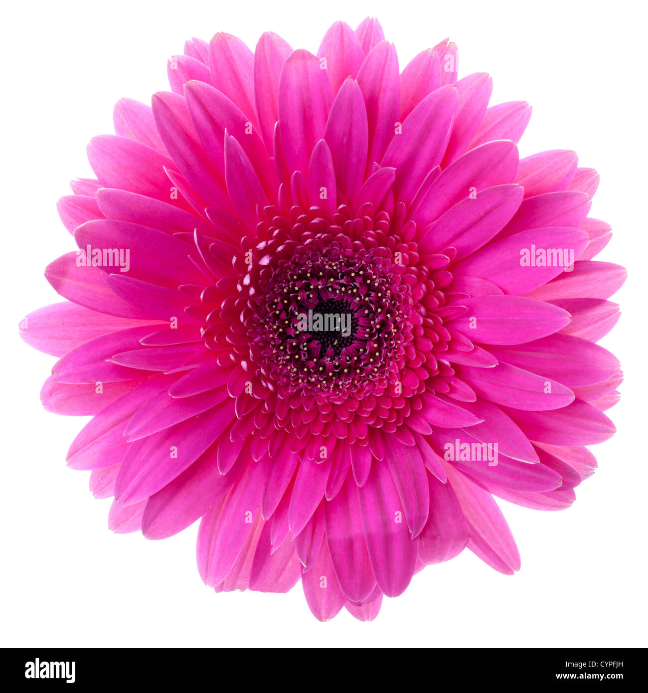 Purple gerbera daisy flower detail Cut Out Stock Images & Pictures - Alamy
