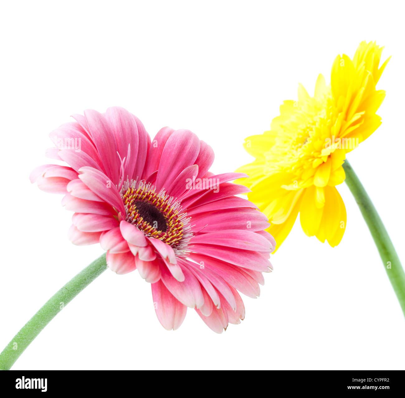 Two gerbera flowers. Small DOF. Isolated on white Stock Photo - Alamy