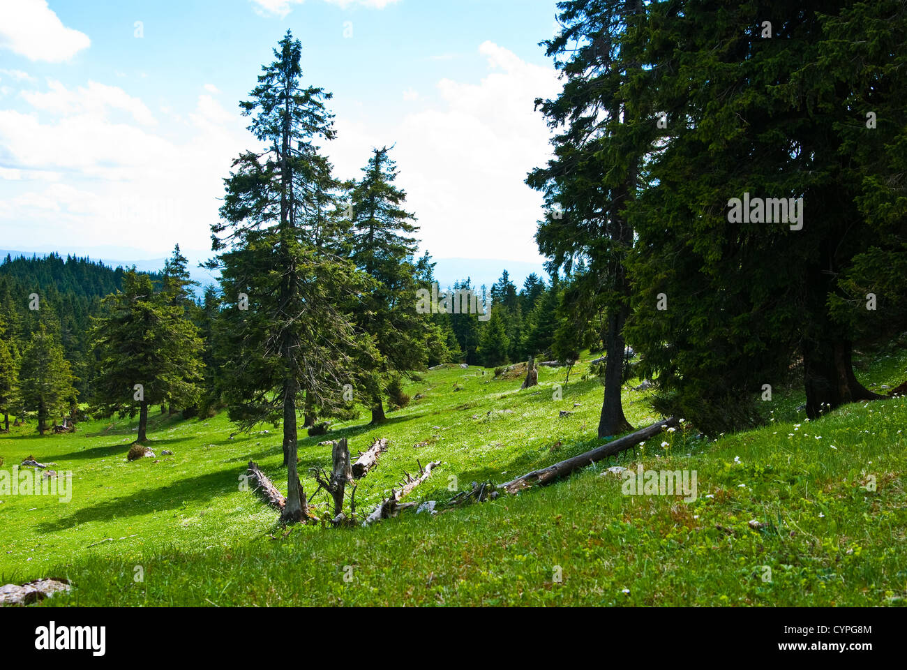 Forest landscape in a natural park in Romania, Hasmas Mountains Stock ...