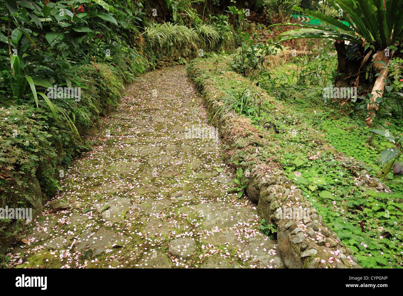 path in chinese garden with many pink petal Stock Photo - Alamy