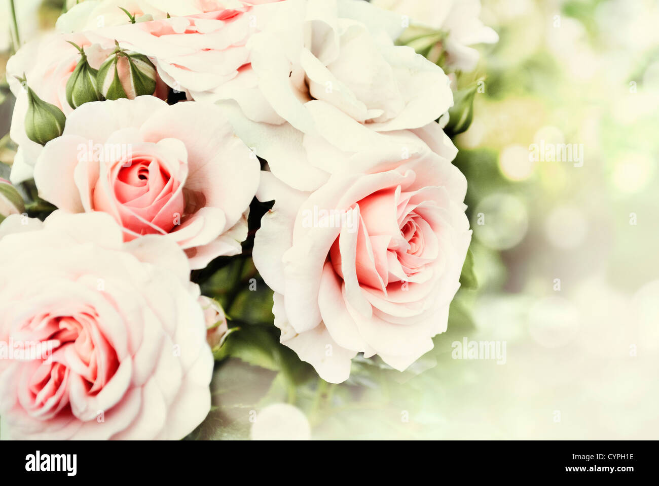 Beautiful roses in the garden Stock Photo - Alamy