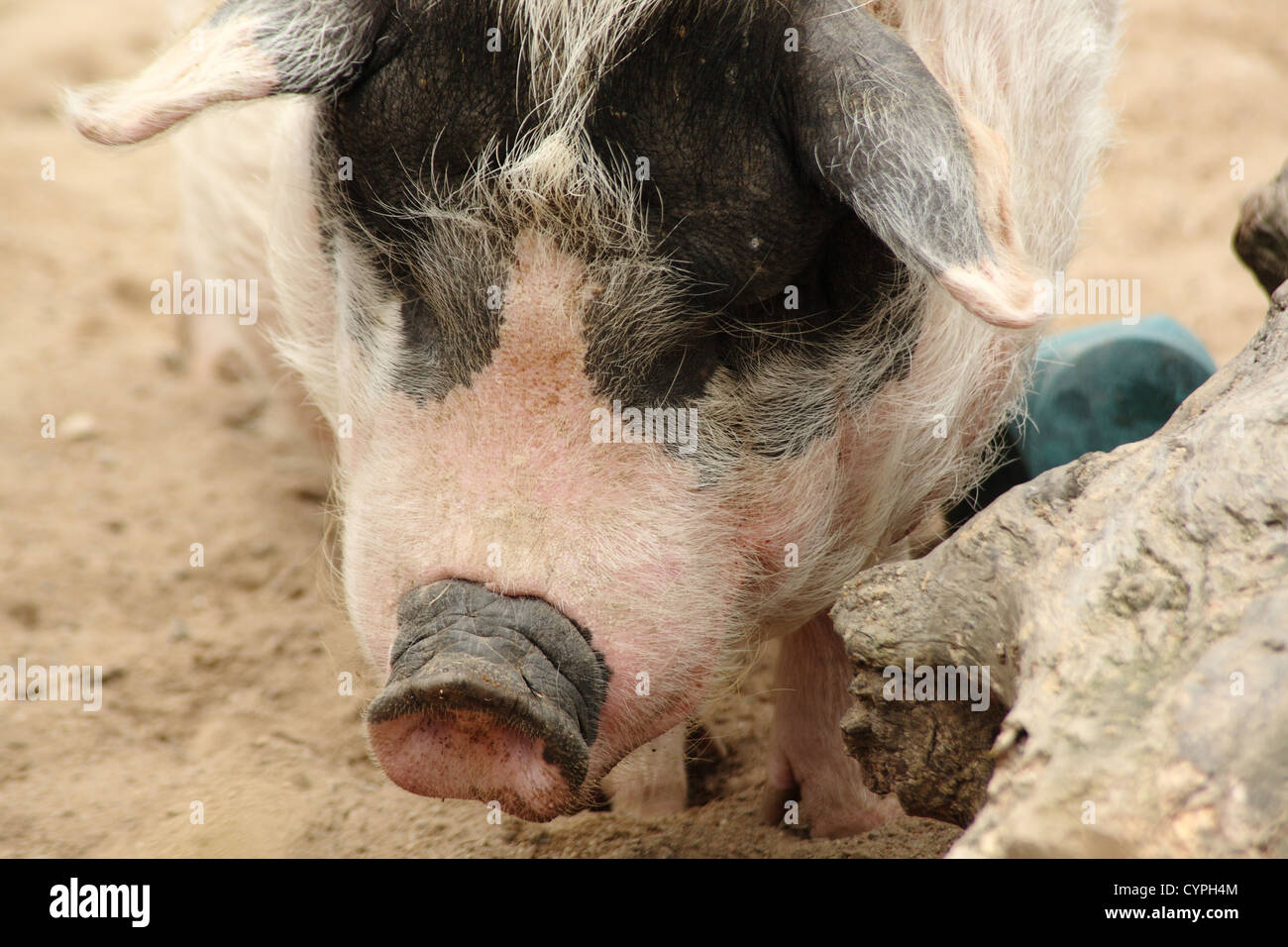 Pig mouth meat hi-res stock photography and images - Alamy