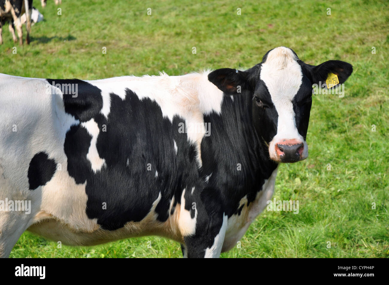 Friesan hi-res stock photography and images - Alamy