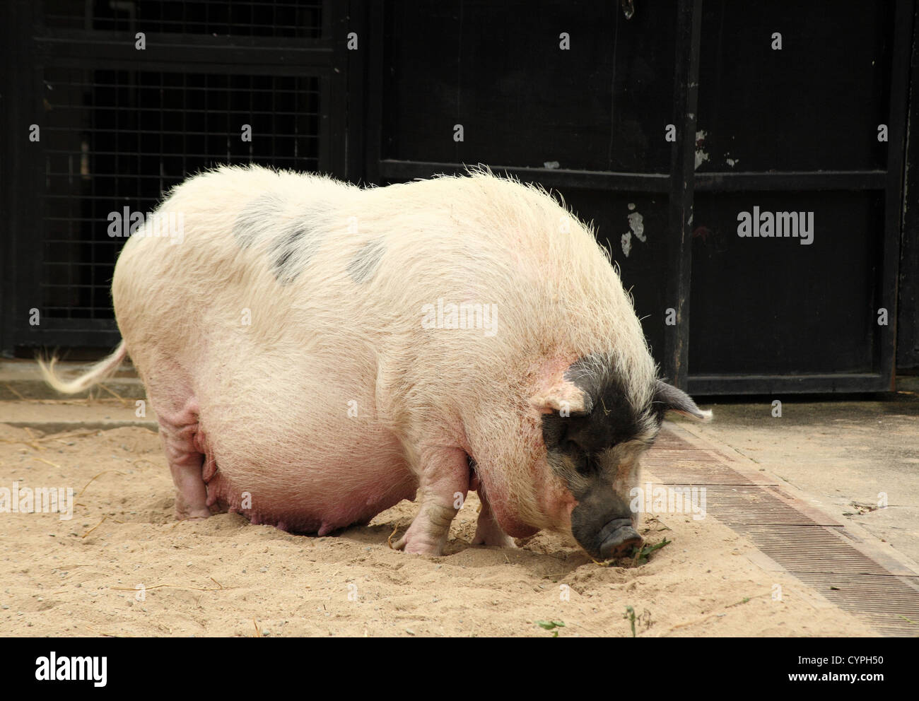 Sad pig big fat boar hi-res stock photography and images - Alamy