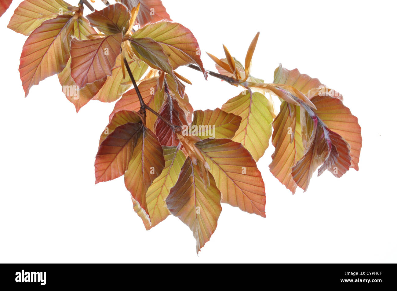 Beech tree branch colors of spring Stock Photo - Alamy