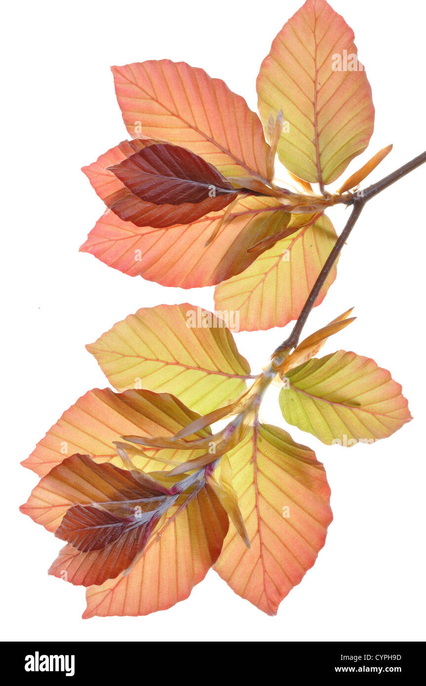 Beech tree branch fresh leaves Stock Photo - Alamy