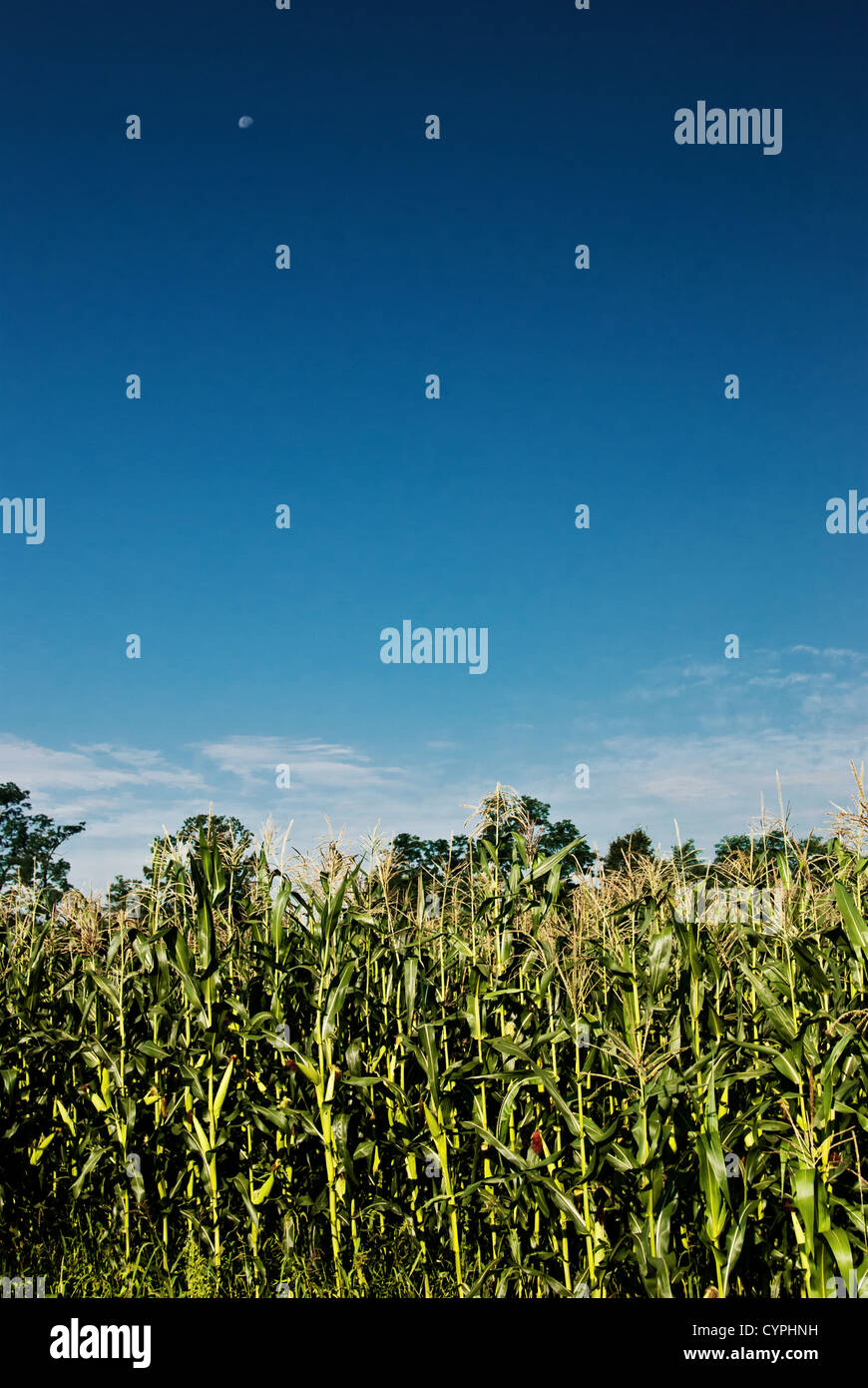 Full grown corn stalks in a crop Stock Photo - Alamy