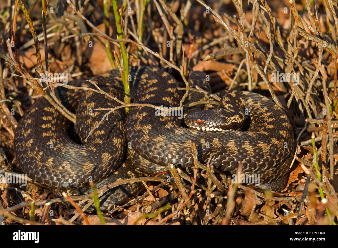 European adder / Vipera berus Stock Photo - Alamy