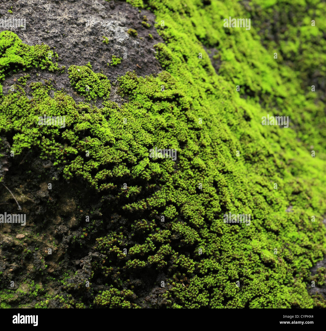 moss on rock Stock Photo - Alamy