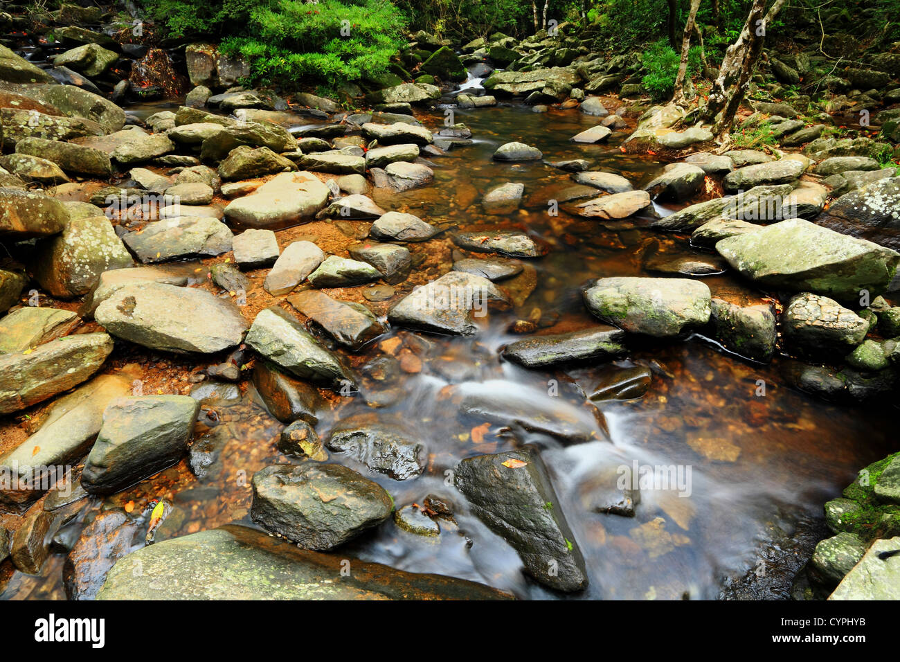 Beautiful forest spring hi-res stock photography and images - Alamy