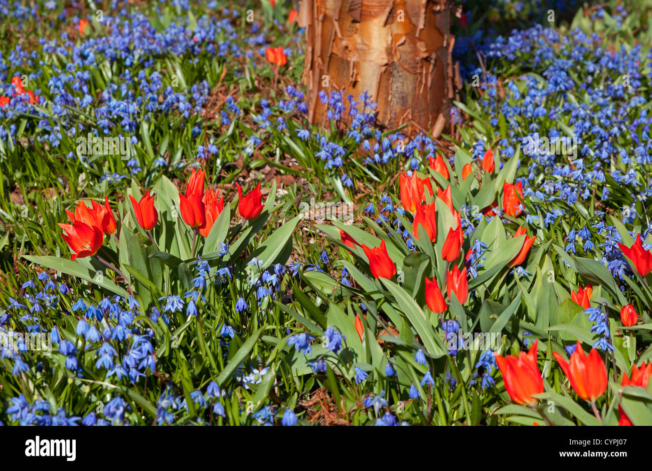 Botanics hi-res stock photography and images - Alamy