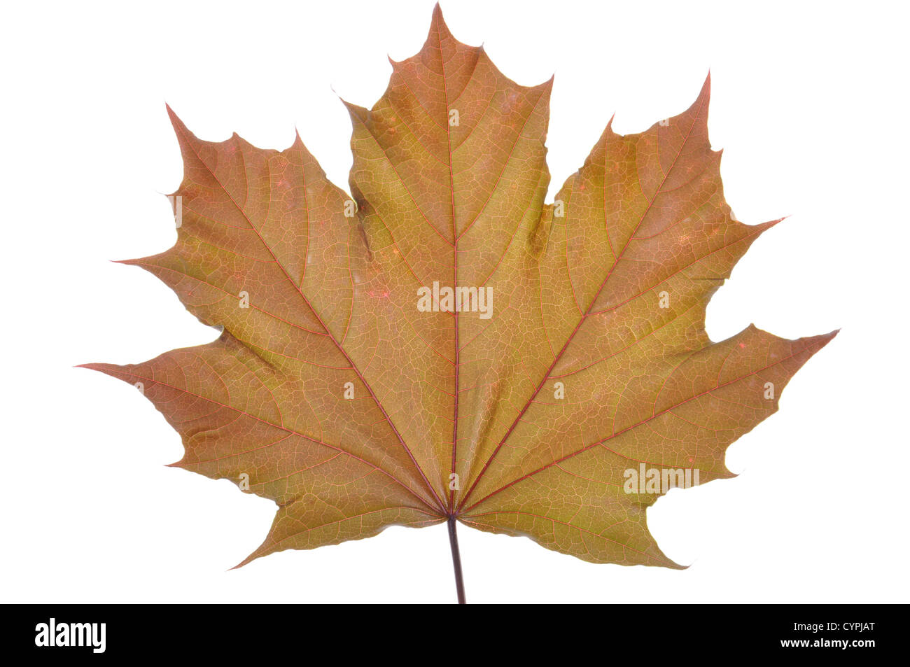 Single maple leaf on white background Stock Photo - Alamy