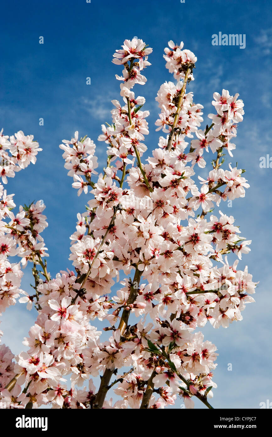 Almendro en flor hi-res stock photography and images - Alamy
