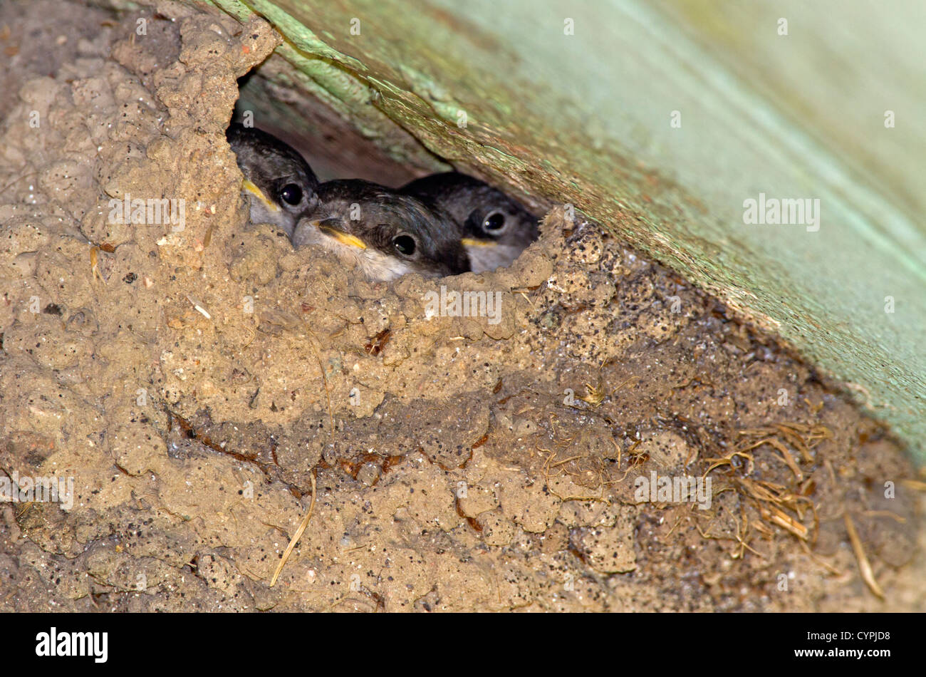 Baby House Martin High Resolution Stock Photography and Images - Alamy