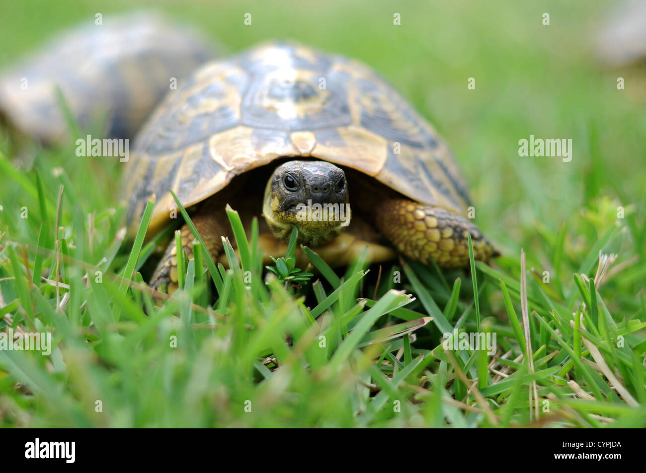Tortoise walking through some long green grass Stock Photo - Alamy