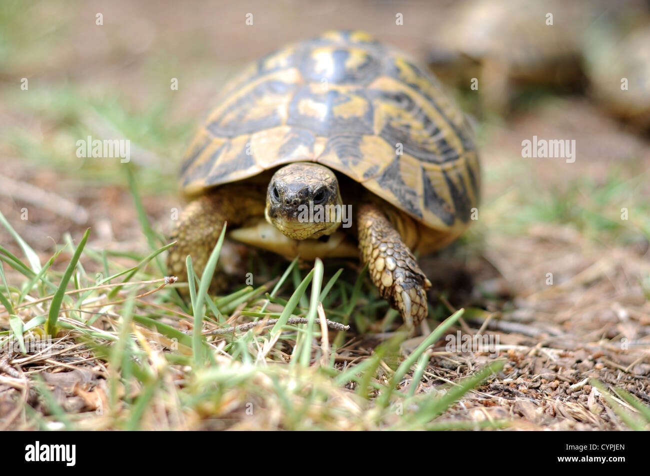 Tortoise walking through the brush and undergrowth on a hot day Stock ...