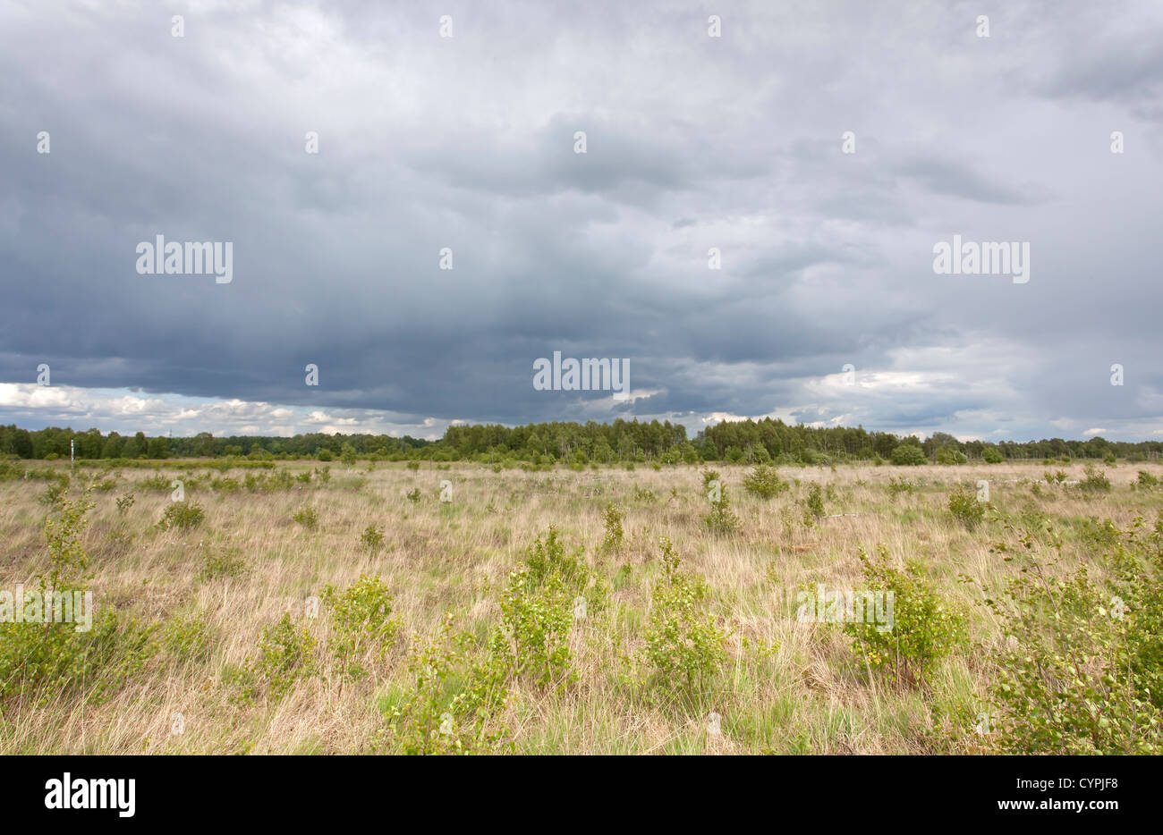 Renaturated moor, Germany, Europe Stock Photo - Alamy