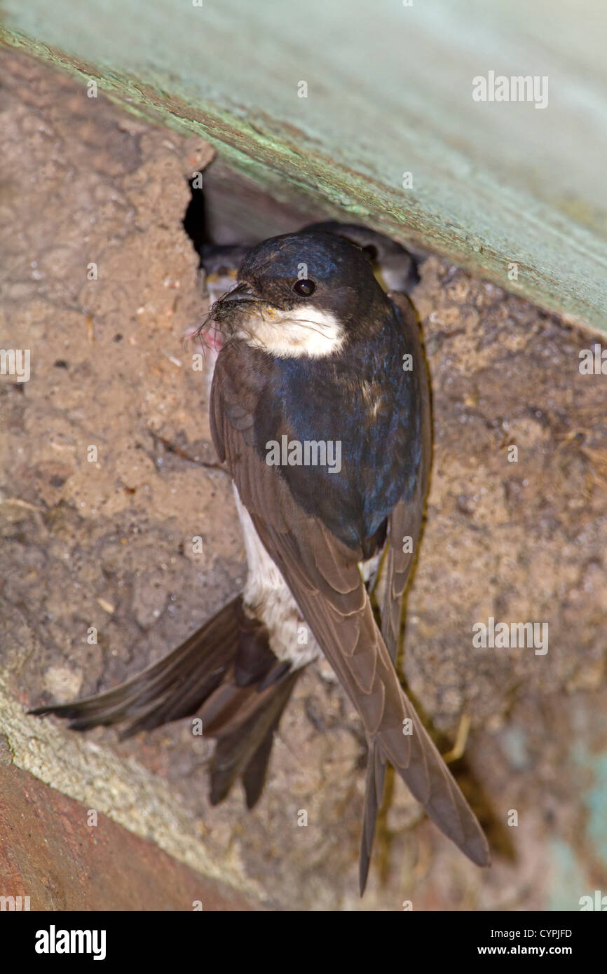 Baby House Martin High Resolution Stock Photography and Images - Alamy